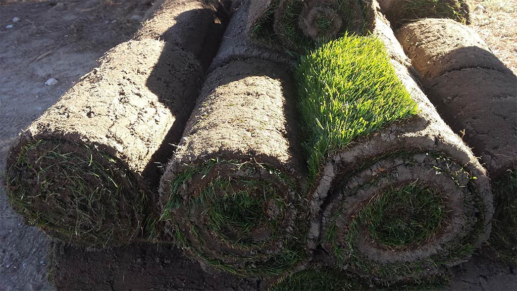 Gazon en rouleaux : qualités, prix et services