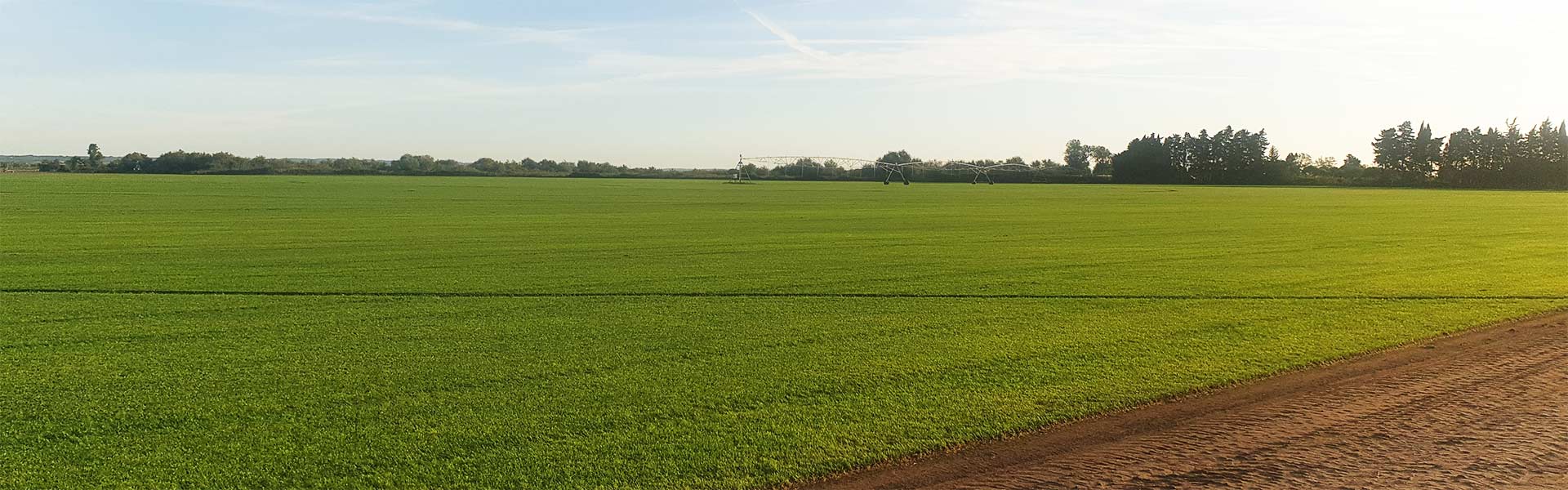 Gazon en rouleaux : qualités, prix et services